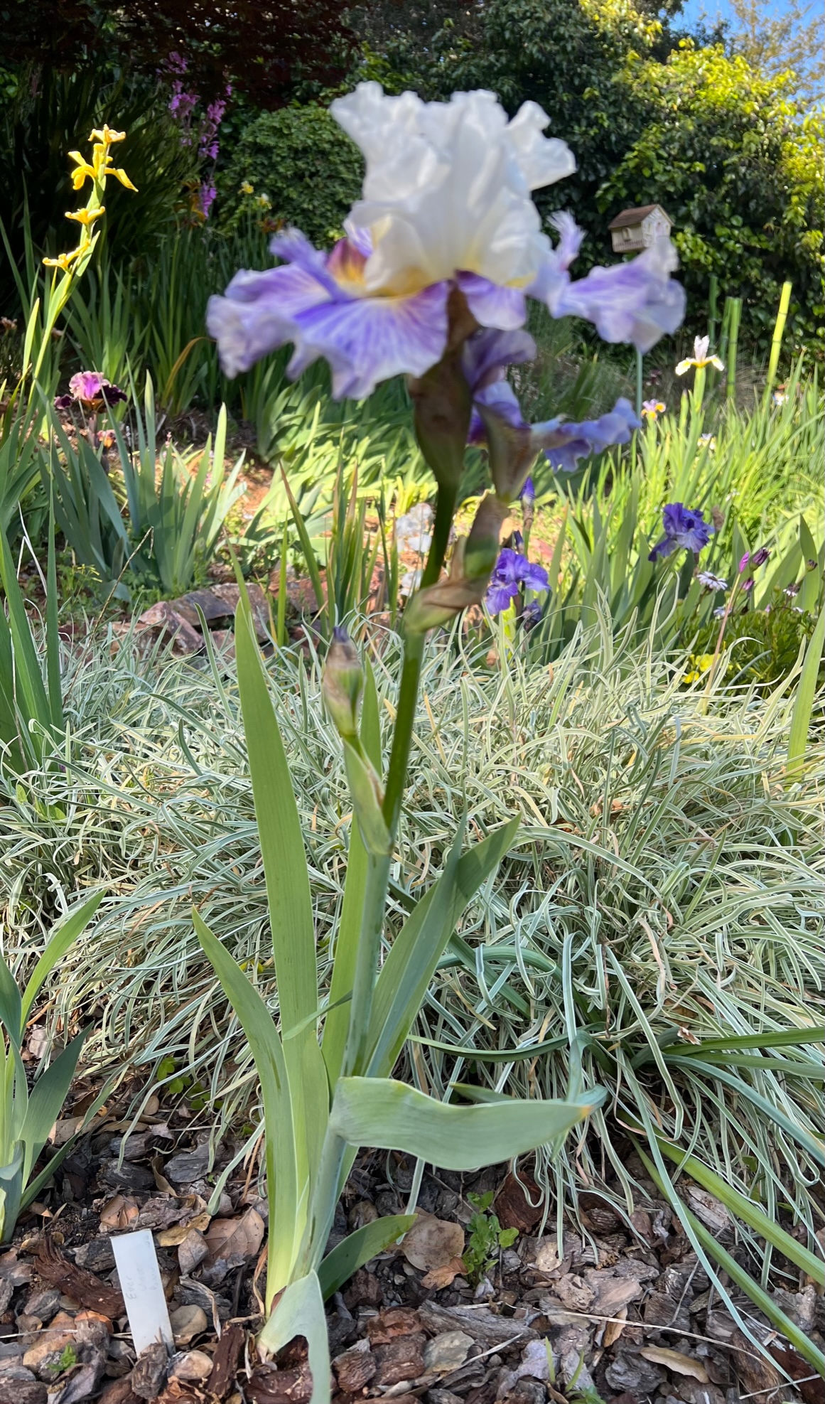 Tall Bearded Iris