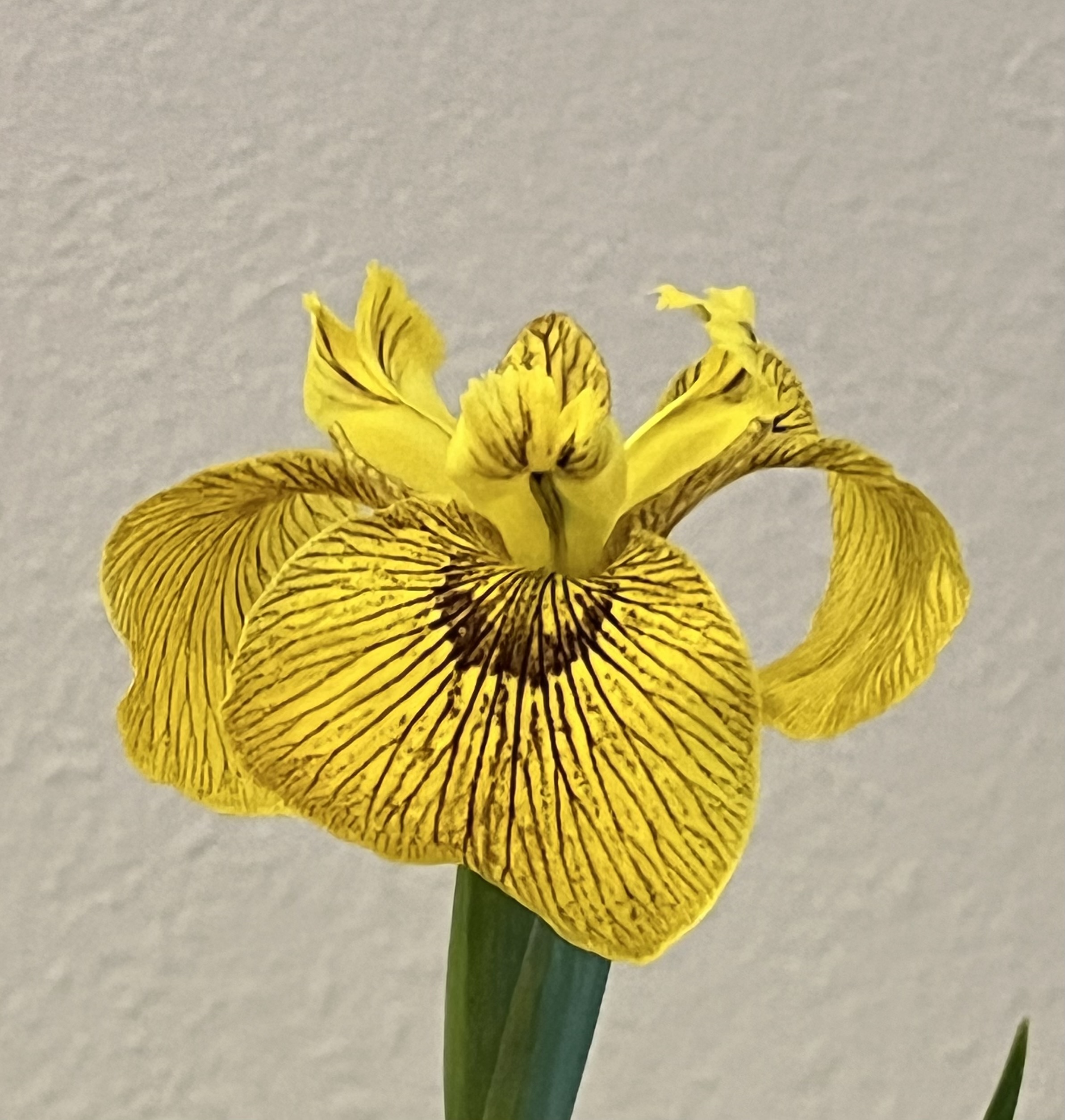 Species and Species-X Iris