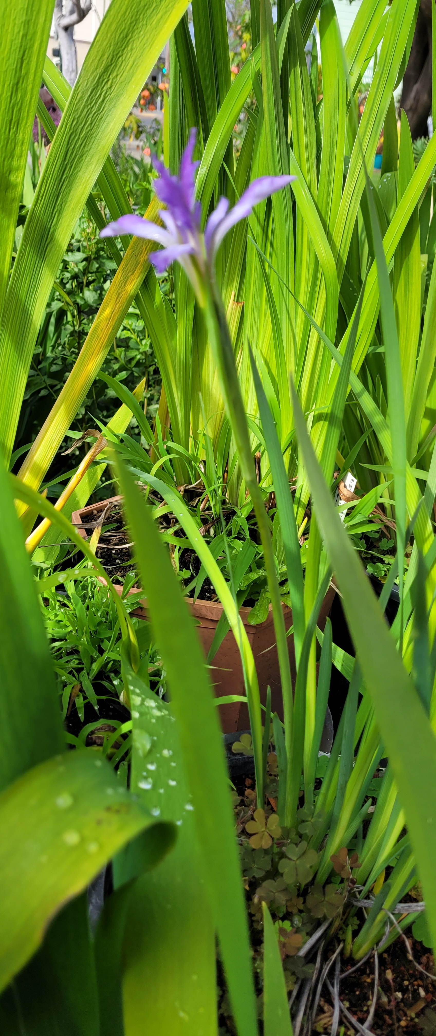 Species and Species-X Iris