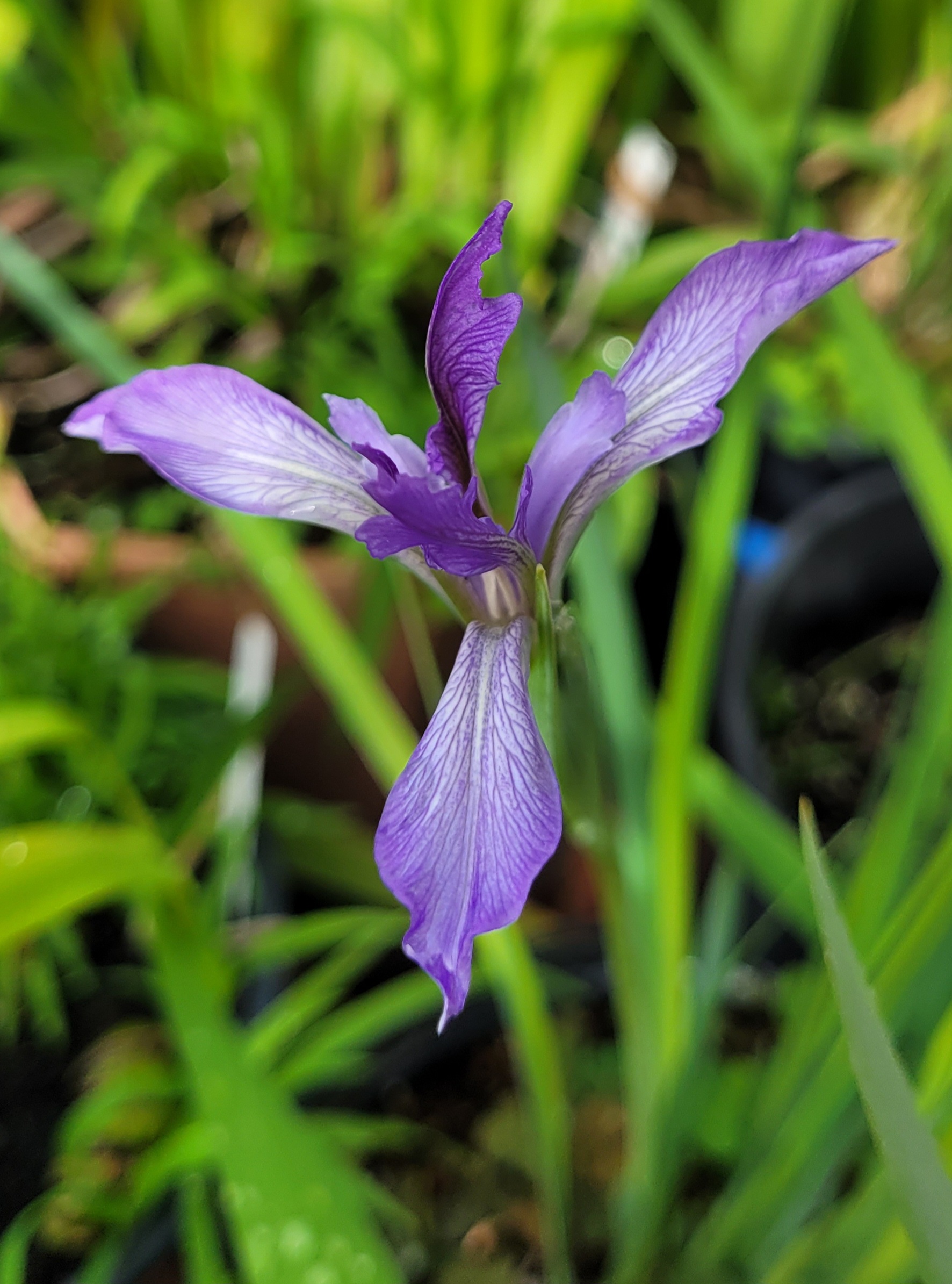 Species and Species-X Iris
