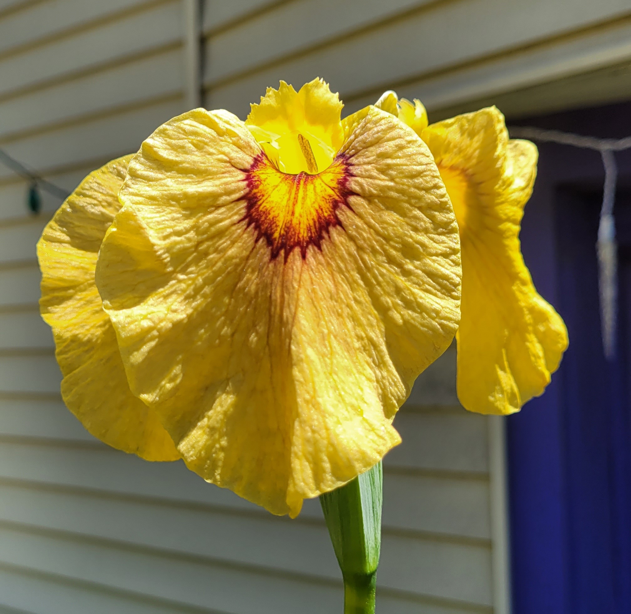 Species and Species-X Iris