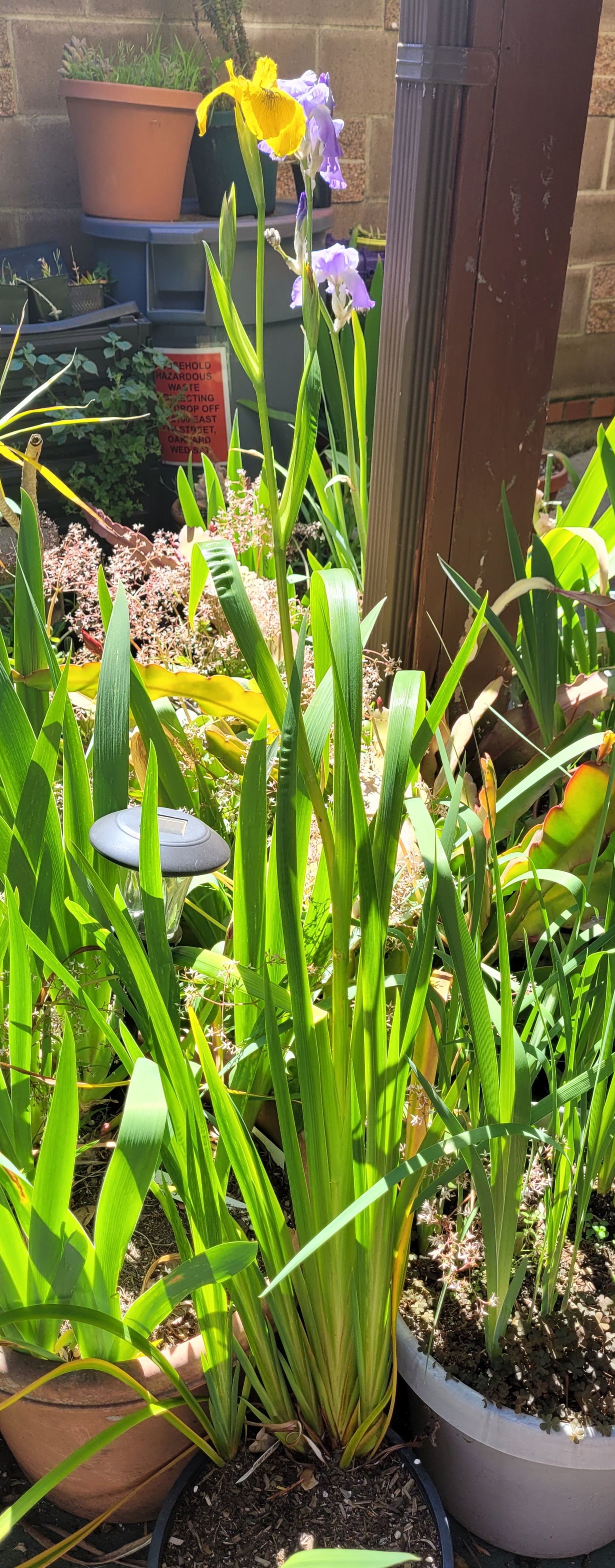 Species and Species-X Iris